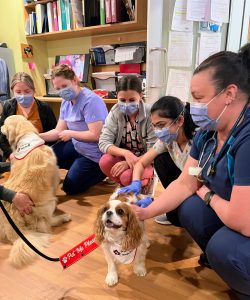 » Paws and Relax: Therapy Dogs for Hospital Staff